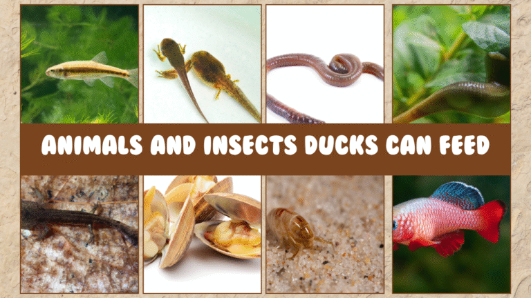 The Omnivorous Duck: Do Ducks Eat Animals and Insects - ducks-food.com